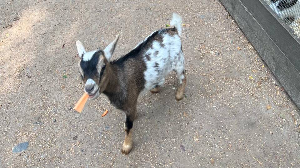 Контактный зоопарк радуга Зеленогорск Спб веселый обзор. Интересное место куда сходить с детьми