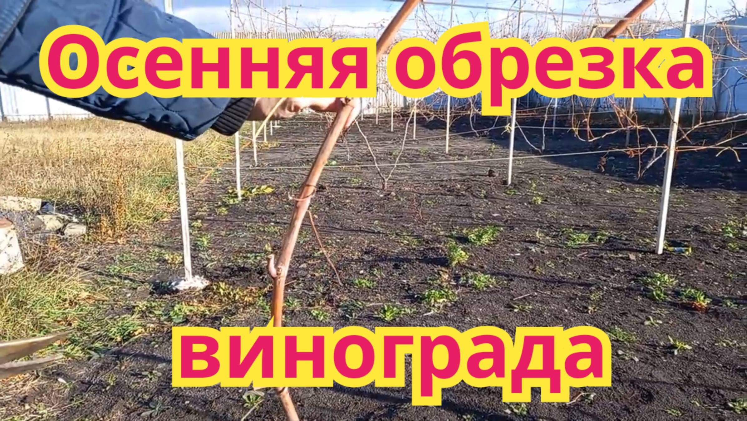 Осенняя обрезка и формировка виноградного куста, на следующий год