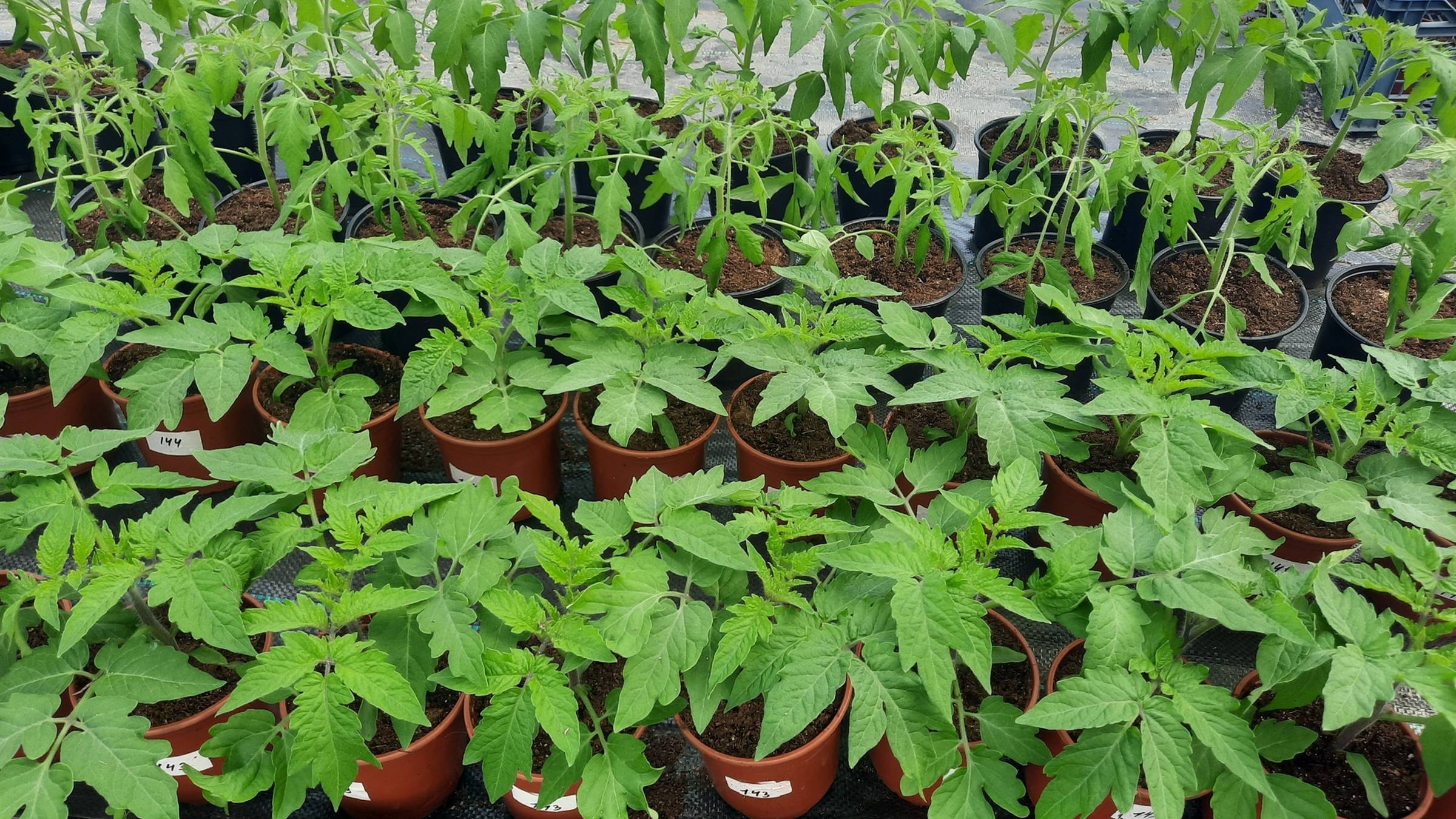 Что нам может помешать вырастить качественную рассаду