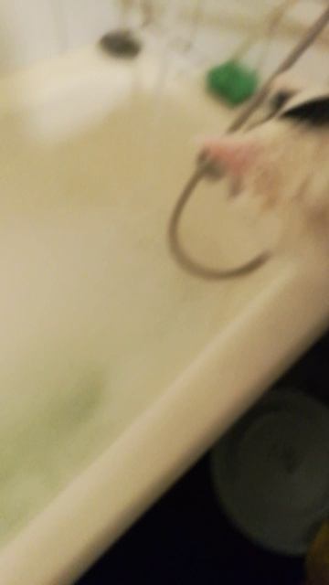 Две кошки в ванной