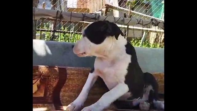 68 Собаки обладают уникальным "голосом"