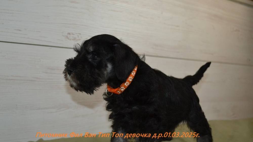 Цверги щенки.