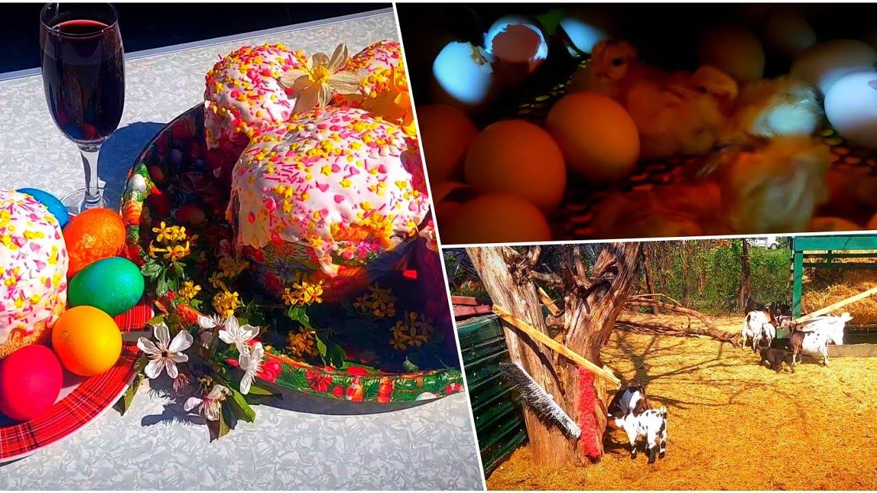 Первый вывод 🐣. Жизнь в весенней деревне 😁