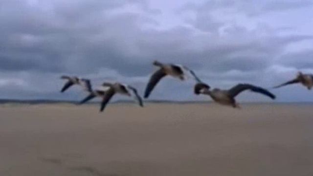 Елисей Липатов, -  Жизнь..., муз. и исп. Самуил Фрумович