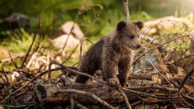 Химия весны..., Стихи Елисей Липатов, муз. и исп. #СамуилФрумович