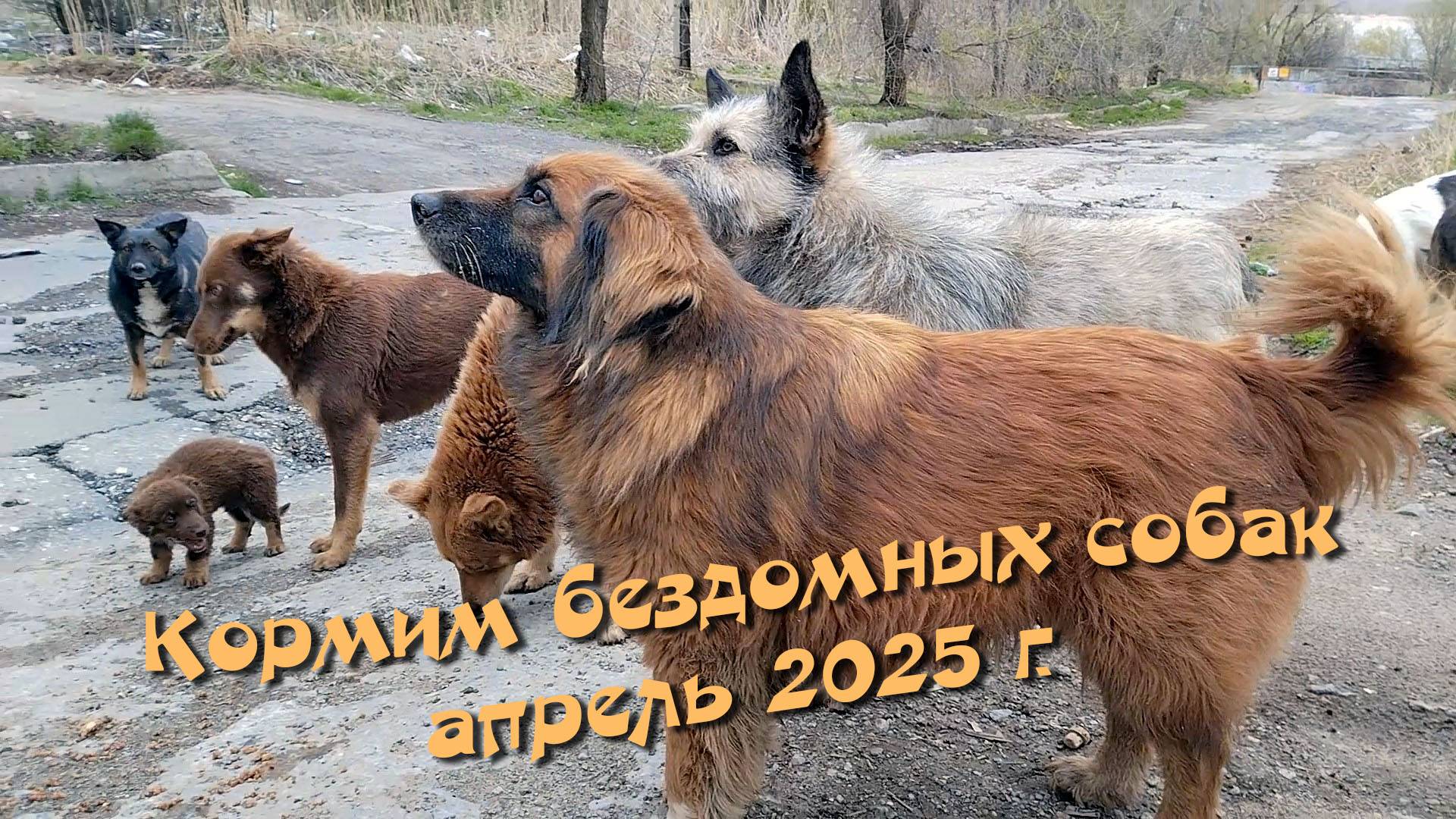 Кормим бездомных собак. Апрель 2025 г.