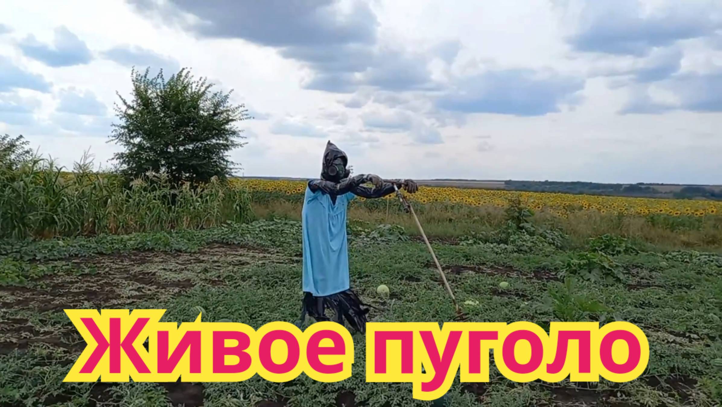 Живое пуголо похожие на человека ,отлично спасает наш участок с арбузами и дынями от ворон.