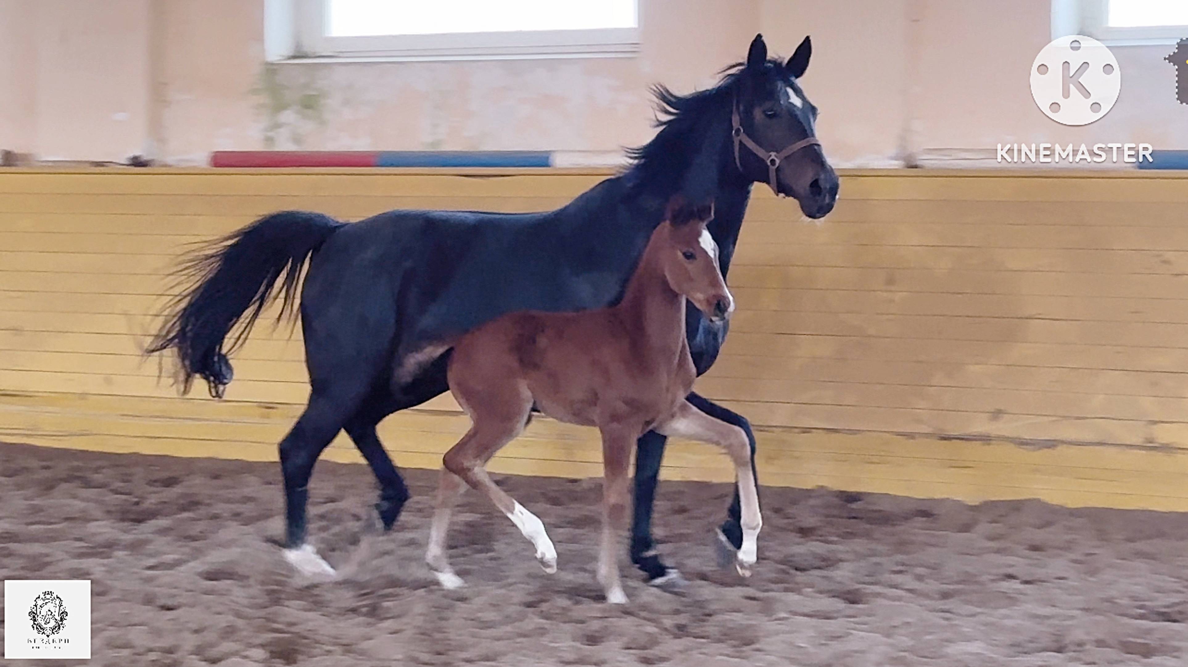 Кобылка ДЭЛВА WD, 2025 г.р.  #жеребятаотMrDeNiro