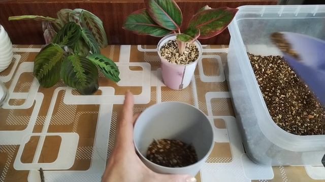 Быстрая посадка Моранты и Аглаонемы.