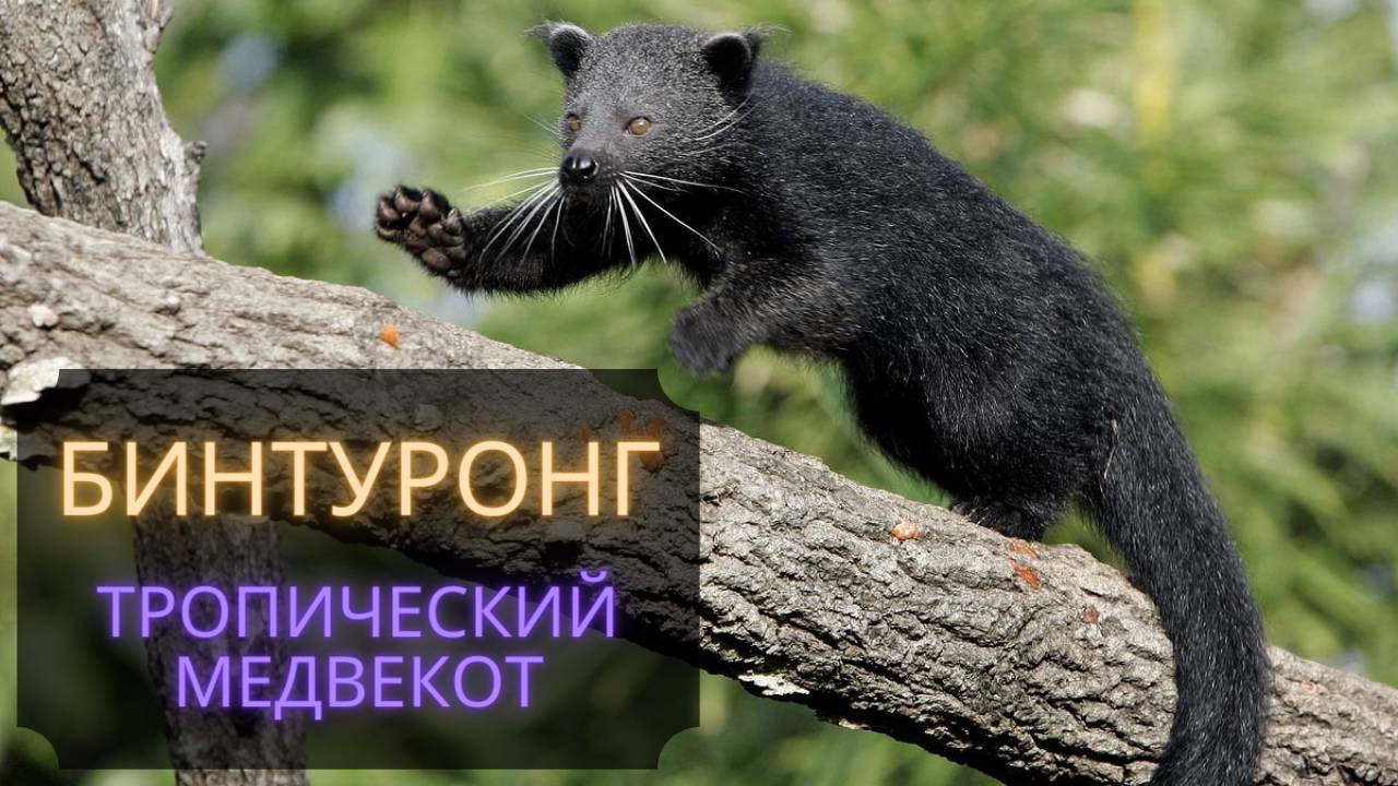 Бинтуронг. Тропический медвекот!