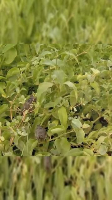 Как два миллиона лет назад один воробей создал 15 новых видов на Галапагосах