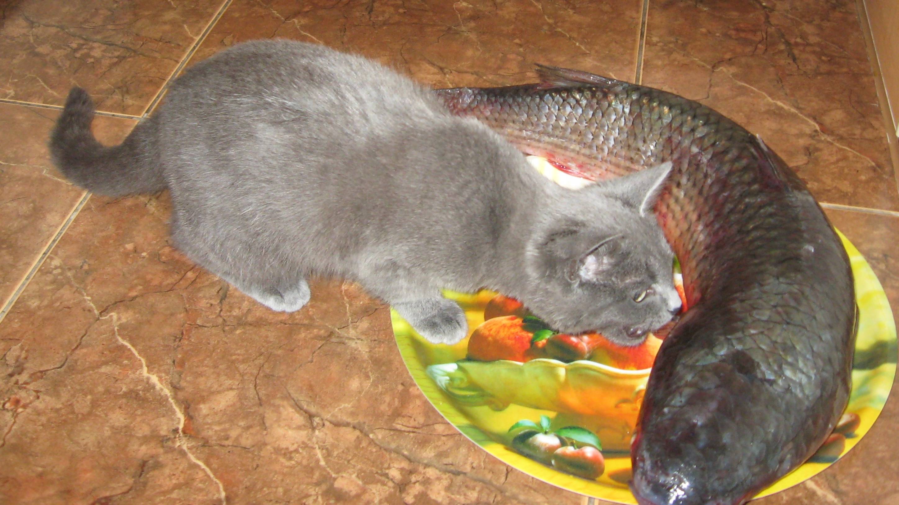 Si-souvat Тишка_2