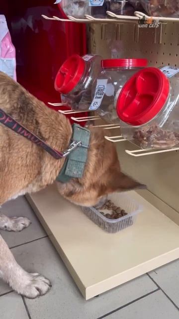 Гости зоомагазина - И кто кого приводит в магазин?