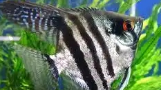 скалярия и сомы часть 2