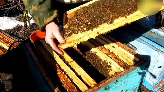 Первая пыльца в середине апреля 2013 года