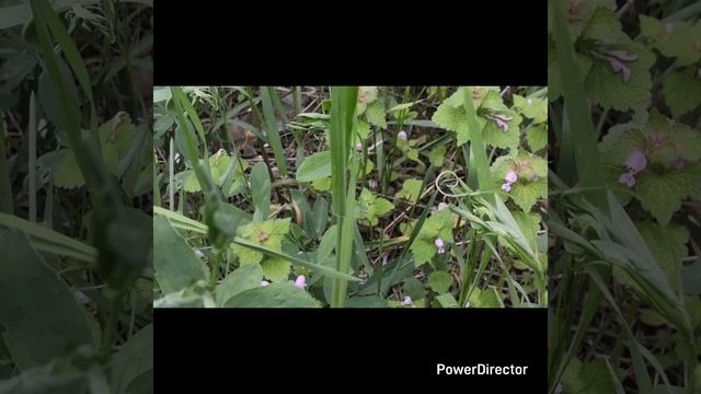 Прогулка_в_конце_апреля_2025_