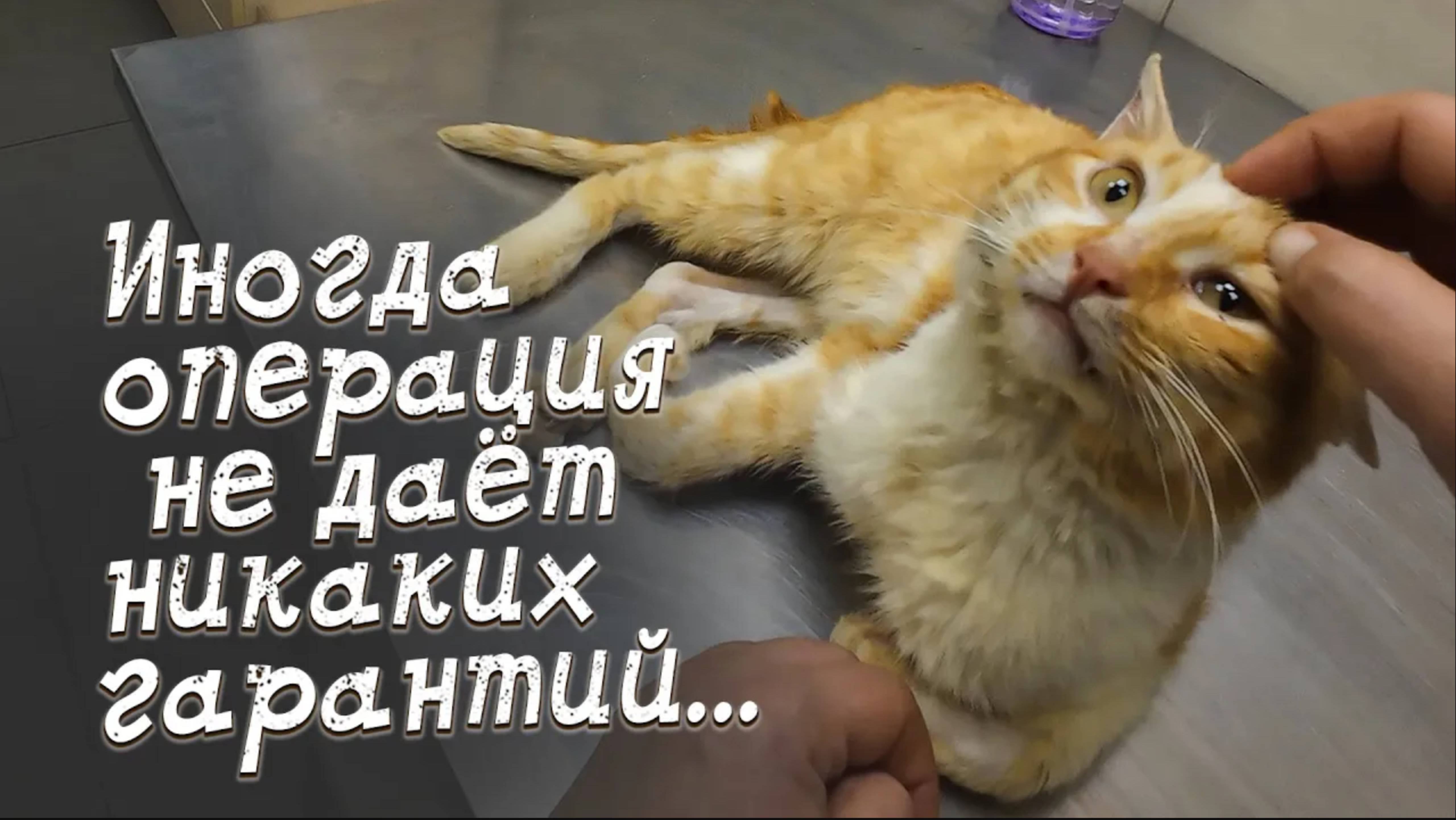 Встанет ли Бароша на четыре лапки_ Приключения рыжего хвоста в клинике!