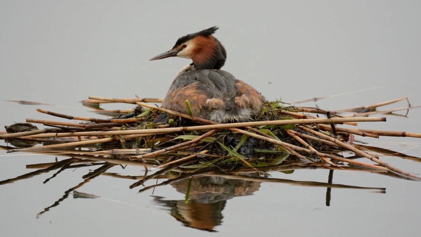 Птицы Поганки | Аудиокнига
