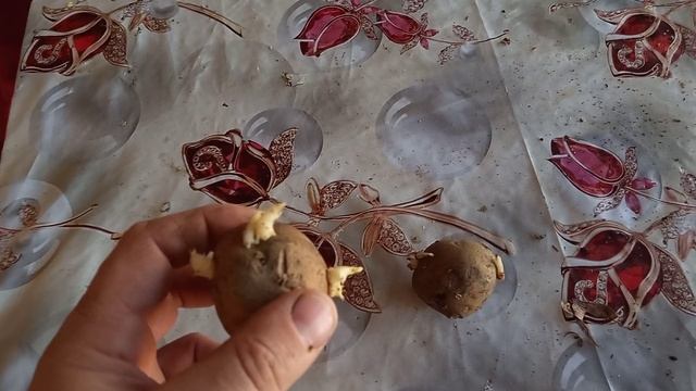 Посадка картофеля 2025