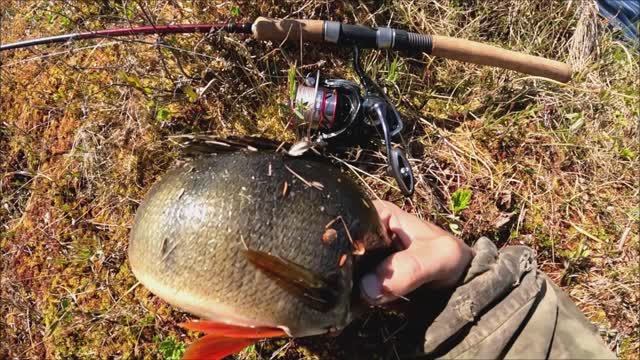 Озеро монстров. Огромные окуни на спиннинг