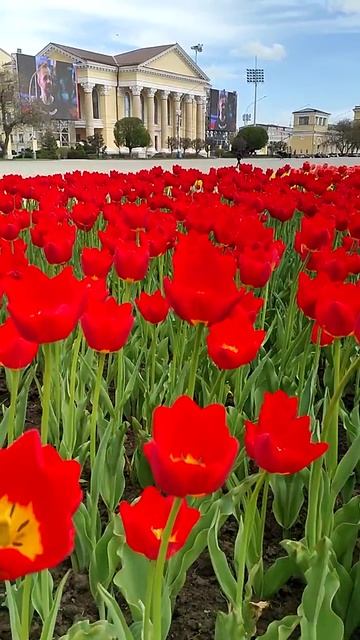 Цветущий Ставрополь. Прогулка по Ставрополю. Отдых в Ставрополе