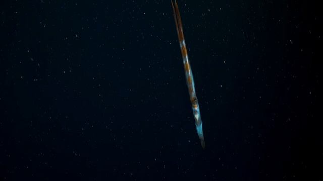 Тайны океанской бездны: где свет гаснет, а жизнь только начинается