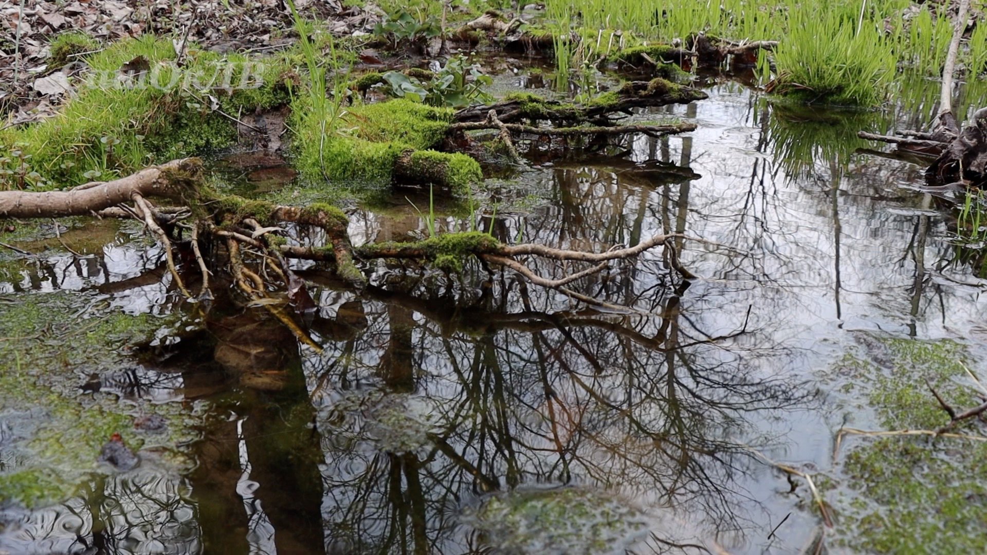Звуки леса. Две минуты релакса...
