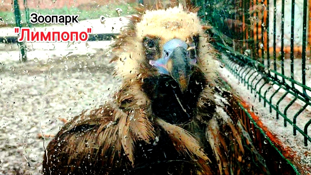 Нижегородский зоопарк "Лимпопо". Часть 5