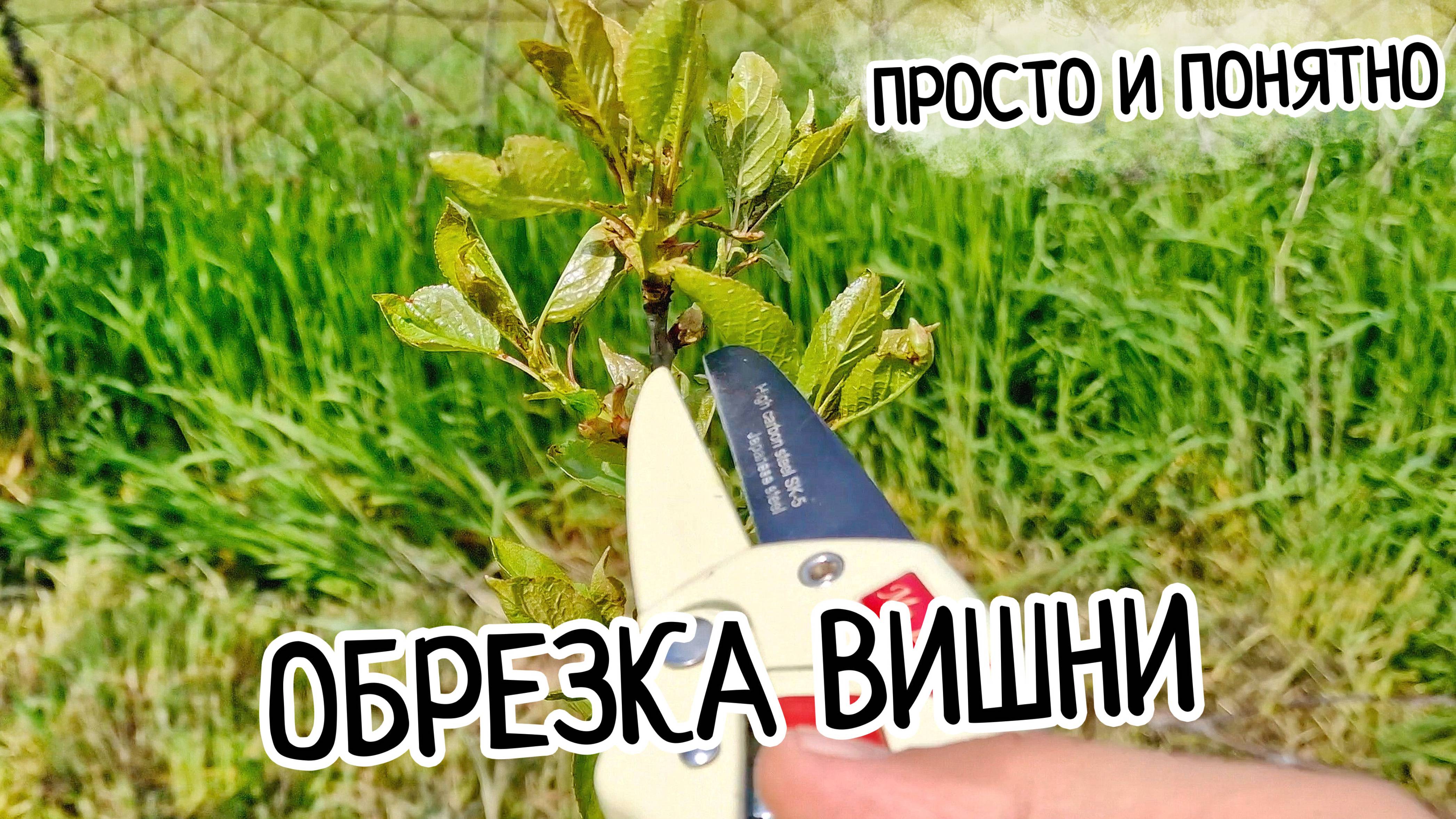 Обрезка вишни весной и летом! ПРОСТО и ПОНЯТНО! Крона в виде ШАРА! Получи шикарный урожай.