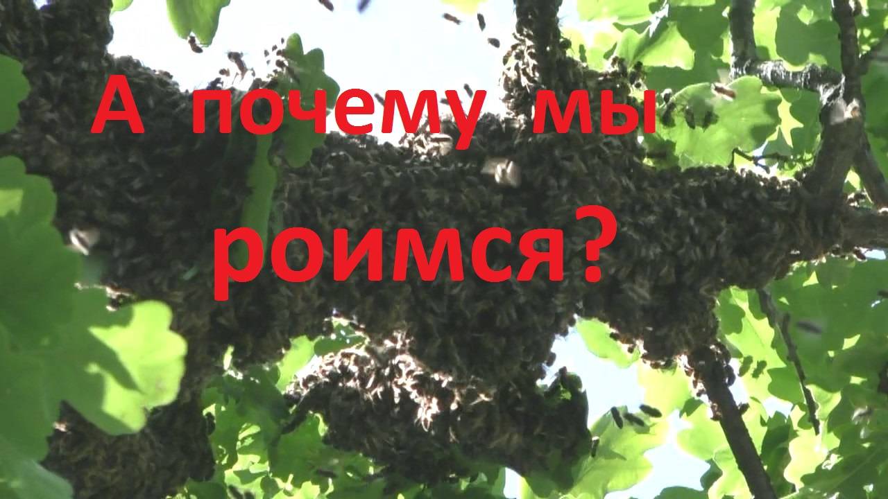 Пчелы не роились три года, какие возможны причины