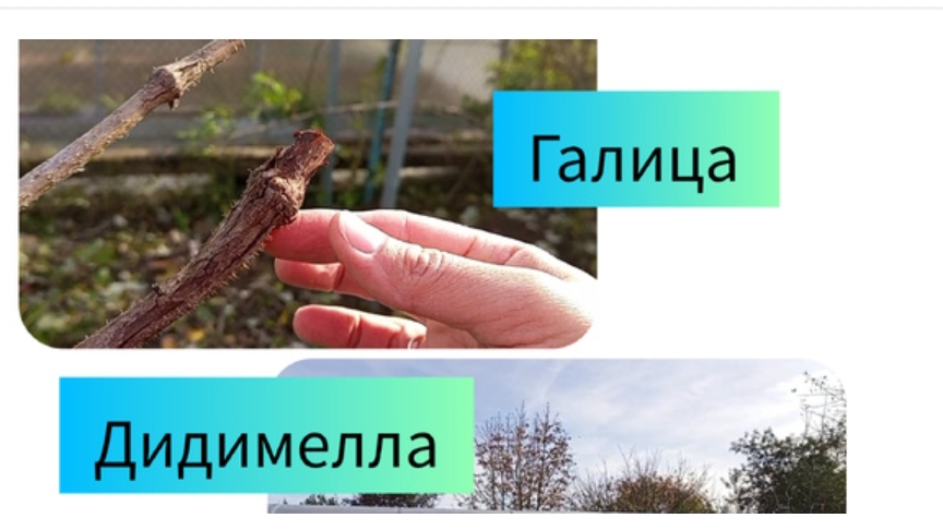 Заболевания малины. Дилимелла и Галица