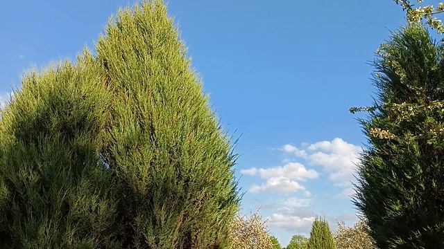 Майские праздники в Коломенском музей заповедник Москва, кругом все в цветах, очаровательно!