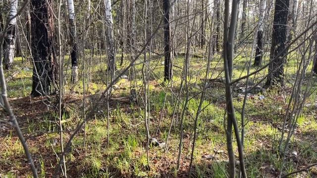 Лес, дорога в сторону Нижние Серги, Свердловская область  04-05-2025