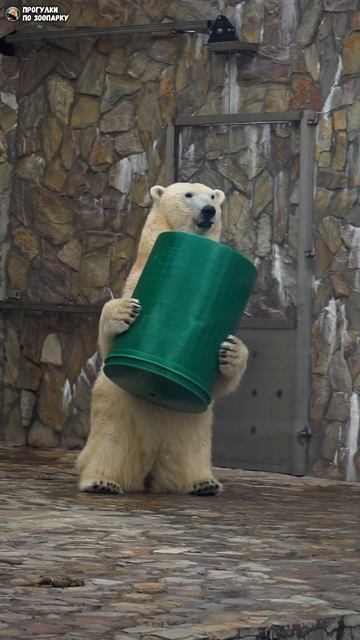 Белая медведица Хаарчаана жонглирует бочкой. Ленинградский зоопарк