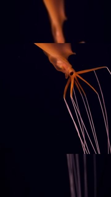 Царство гигантов: Тайна светящихся странников в океанской тьме