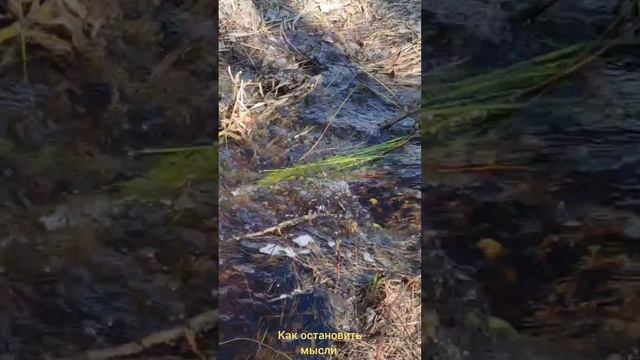 Как остановить мысли Роберт Адамс