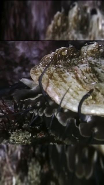 Как моллюски превращают свои раковины в оружие против морских звёзд