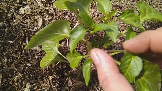 Формирование перца после высадки в грунт