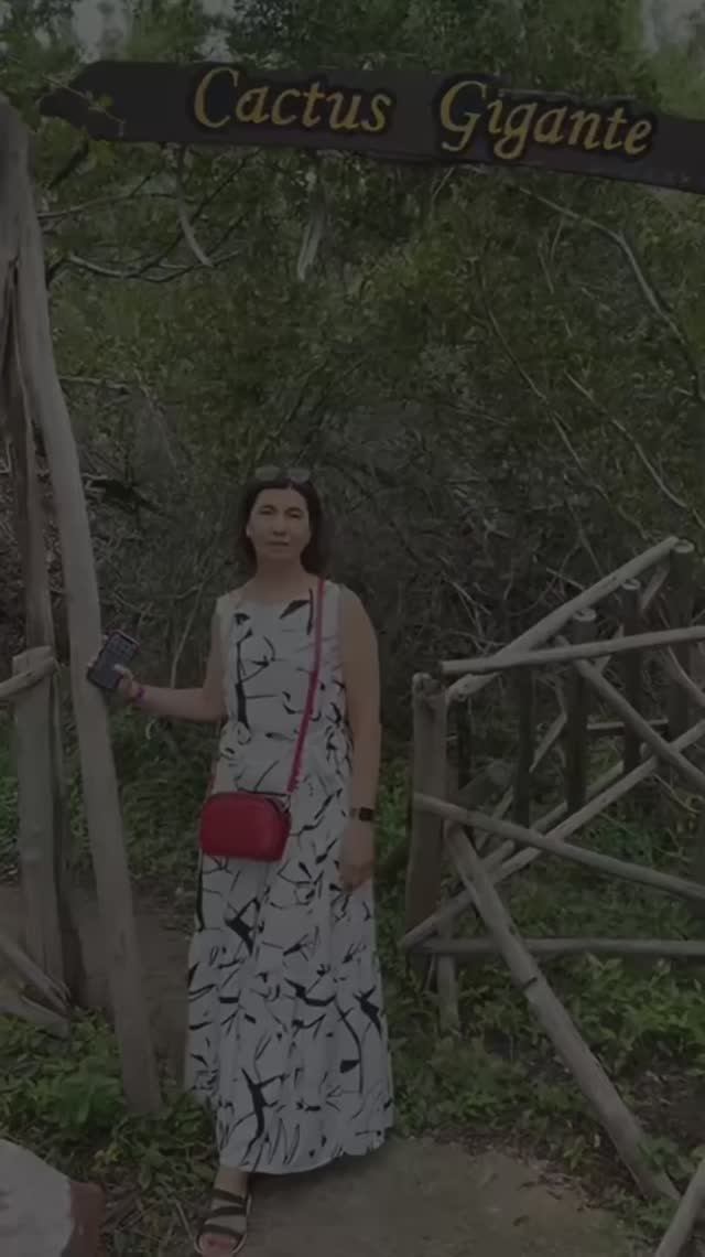 Гигантский кактус «Патриарх». Куба. Варадеро 2024