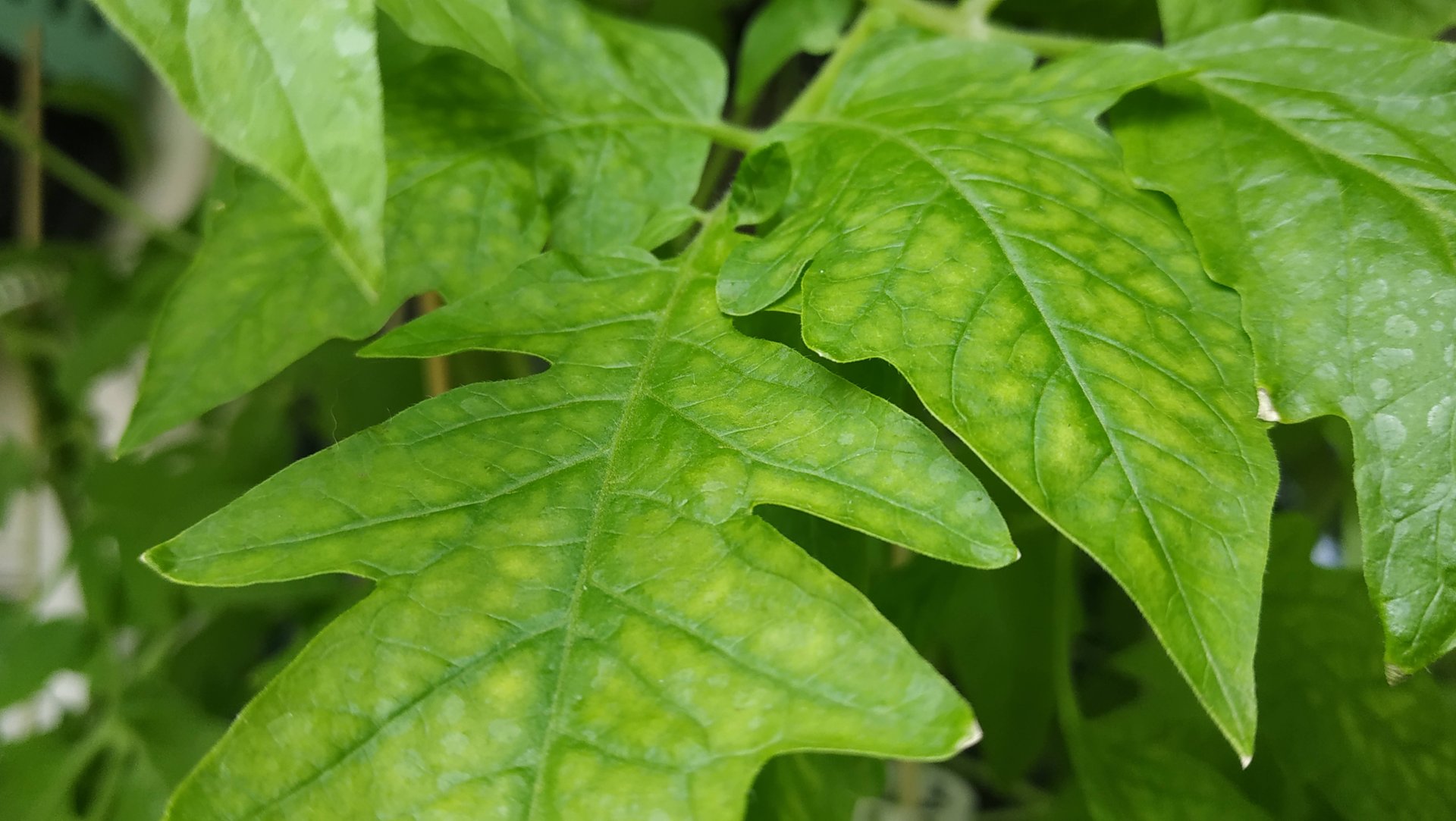 Это удобрение решает проблему  недостатака микроэлементов_Аквамикс Хелат