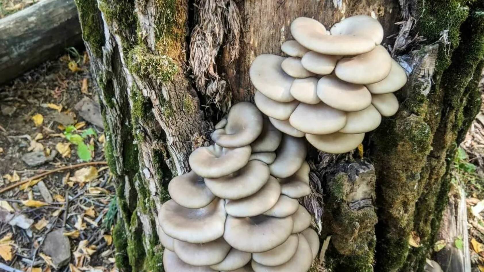 ВЕДРО ТЕРНОВИКОВ И ШАПКА ВЕШЕНКИ ГРИБЫ 2024 ГОДА #грибы #тихаяохота #вешенка