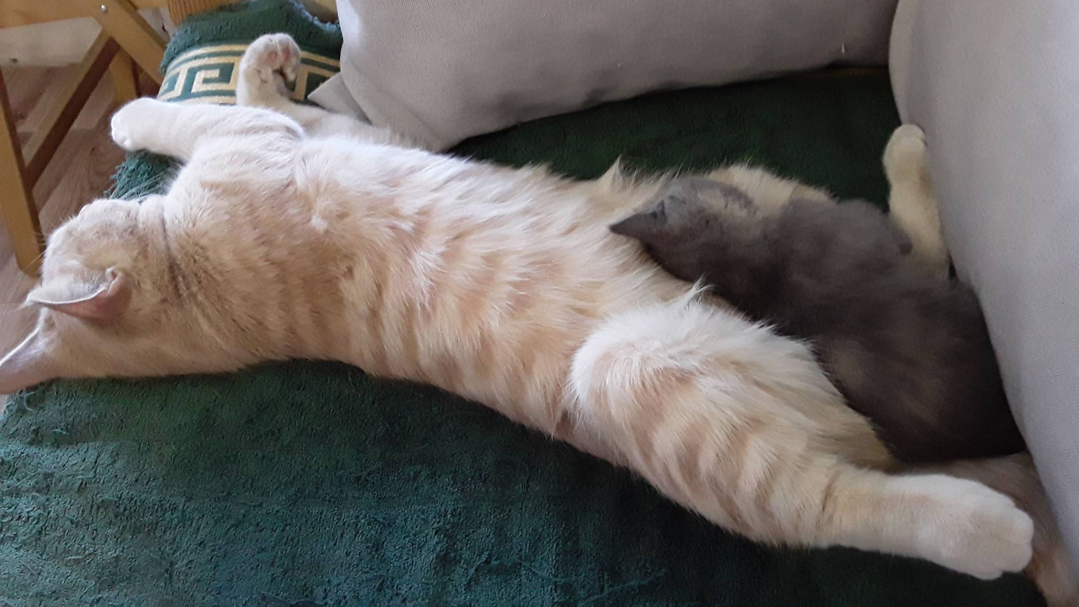 Усатый нянь