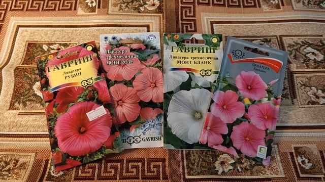 Лаватера - правильное решение в выборе цветов для сада