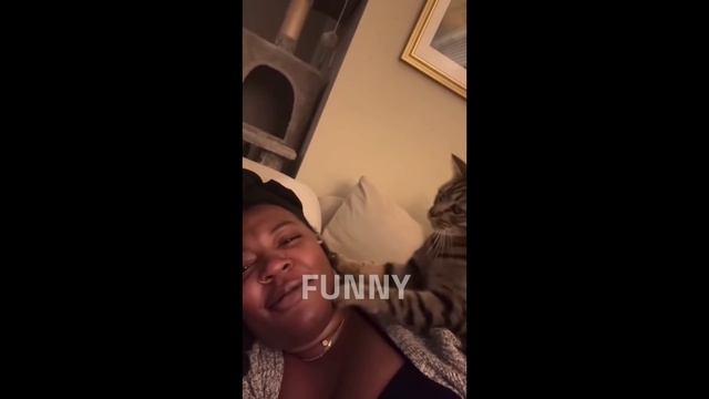 Смешные коты 1