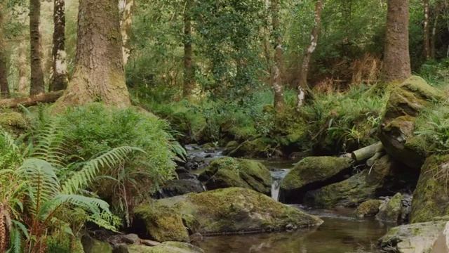 ЗВУКИ ПРИРОДЫ ДЛЯ СНЯТИЯ СТРЕССА.РАССЛАБЛЯЮЩЕЕ ПЕНИЕ ПТИЦ И ЖУРЧАНИЕ РУЧЬЯ