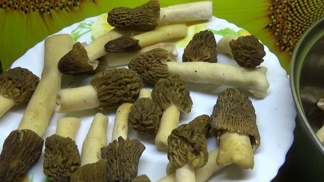 Первые грибы 2025 года. Полюбуйтесь на это чудо!