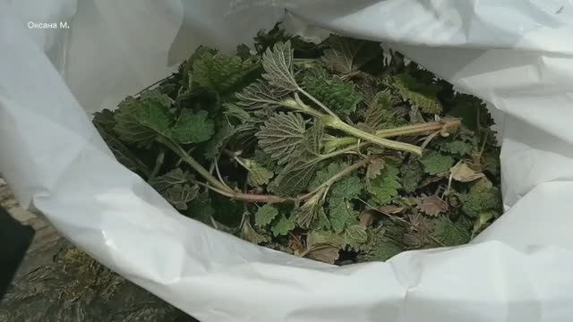 Нарвала молодой крапивы и сварила щи.mp4