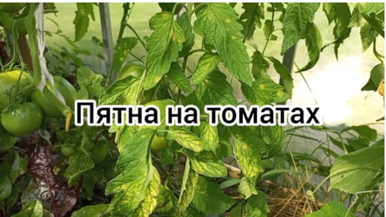Желтые пятна на листьях томатов. Как спасти