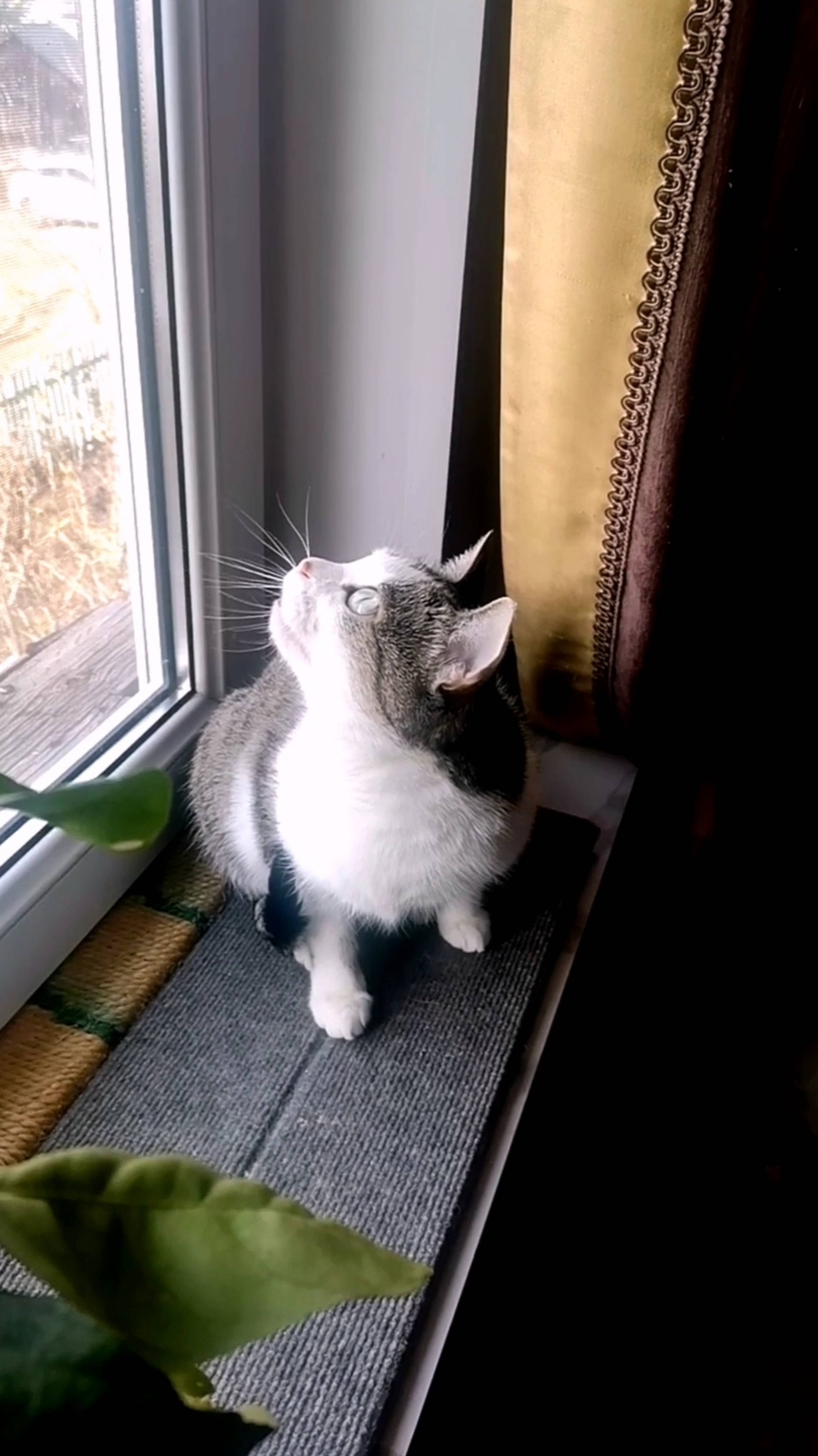 Тихая охота кошки Грейси.. #кошка охотится#кошка