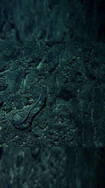 Тайна подводных гор: где океан оживает